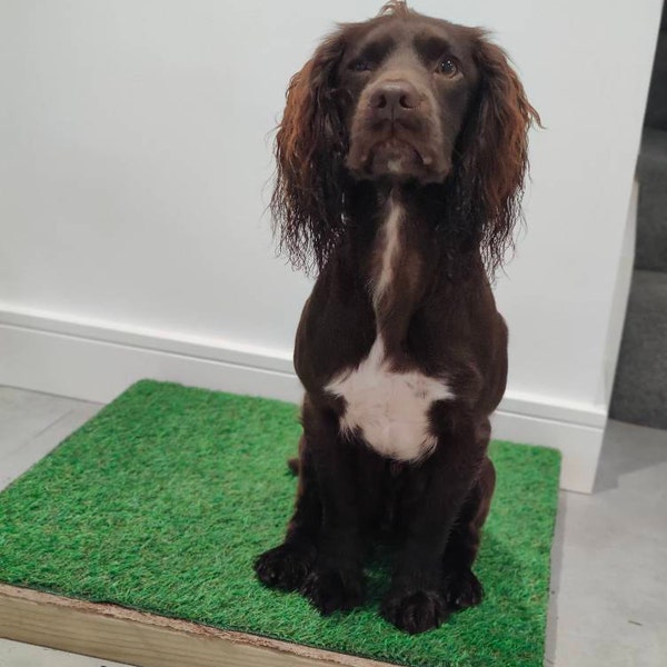 Dog Training Pivot Box and Place Board 2 Piece Bundle for Dog Agility ...