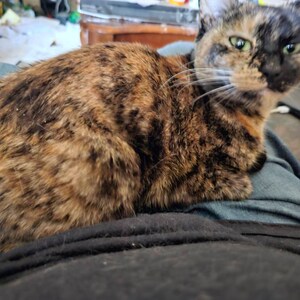 Lot of 24 Vintage Namco Arcade Tokens PAC Man Coins Choice of 22mm or ...