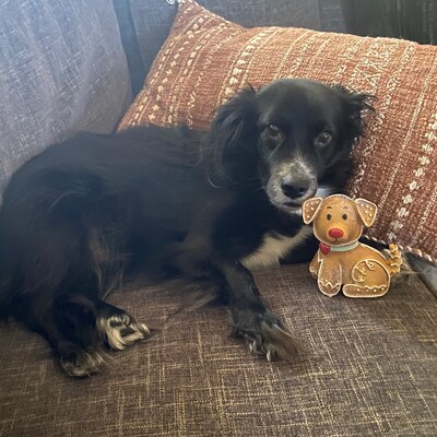 Dog Memorial Decal, Paw, Angel Wings and Halo Memorial Decal ...