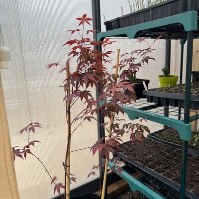 Bloodgood Japanese Maple 18/24 in an ABP Container - Etsy