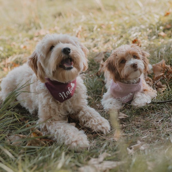 3-way Adjustable Rope Leash, Dog Leash, Guide Leash, Dog Accessories ...