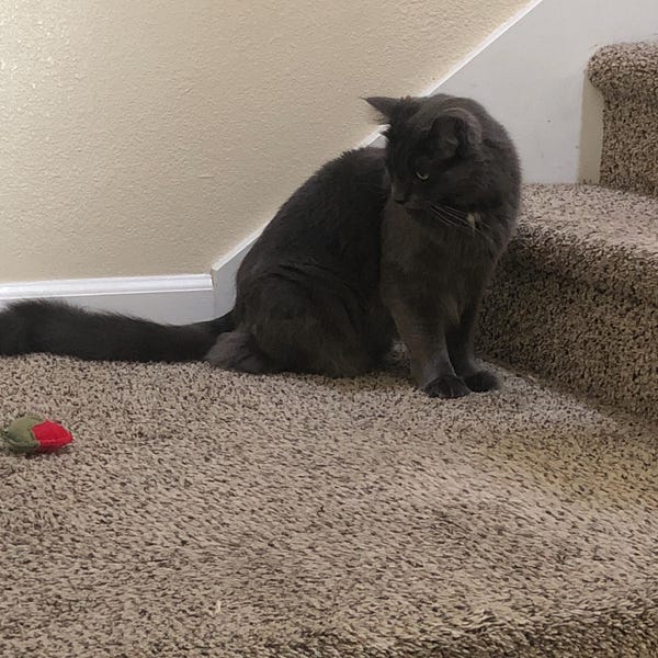 Berry Pie Catnip Filled Cat Toys - Etsy