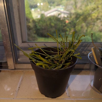 Tradescantia Blossfeldiana Aurea limelight - Etsy