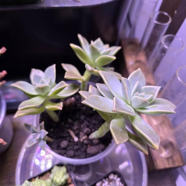 4” Graptopetalum Paraguayense, Ghost Plant - Etsy