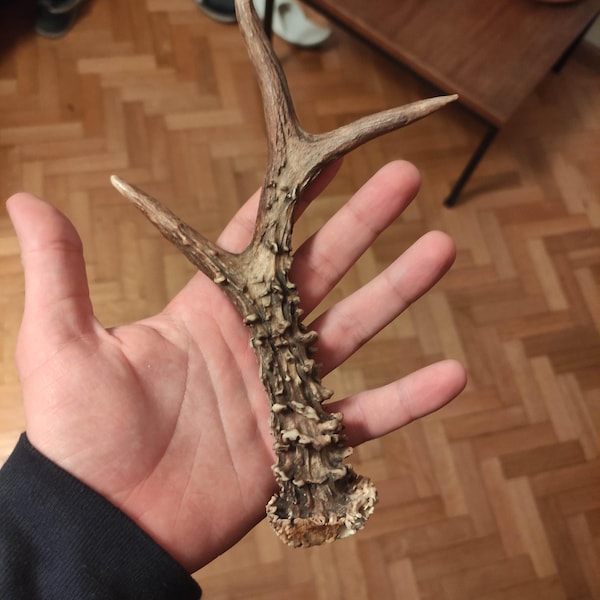 Premium Roe Deer Antlers | SINGLE Premium Quality Antler | Natural ...