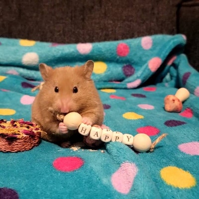 Hamster Treat Boxes - Etsy
