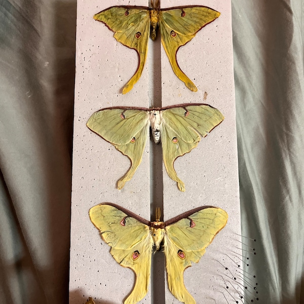 3 PRACTICE Grade Specimens of LUNA Moth Actias Luna - Etsy