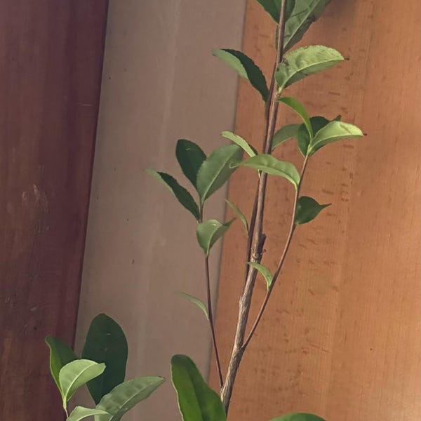 Camellia Sinensis live Tea Plant Propagated From Plants at Former ...