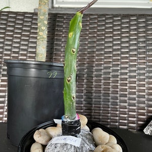 Ultra Rare Vibrant Elizabeth Thornton With Yellow Center | Etsy