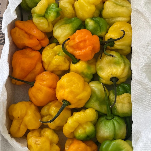 Whole Fresh Scotch Bonnet Peppers. Fresh Pods of Genuine Scotch Bonnets ...