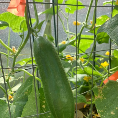 30 Dwarf Red Robin Tomato Heirloom NON-GMO Early - Etsy