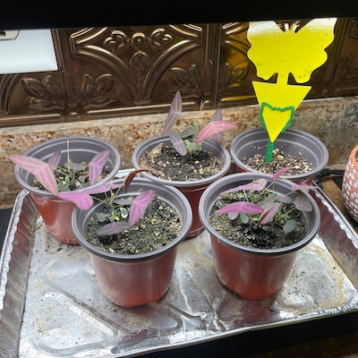 Organic Red Butterfly Wing Plant Christia Vespertilionis Cespertilionis ...