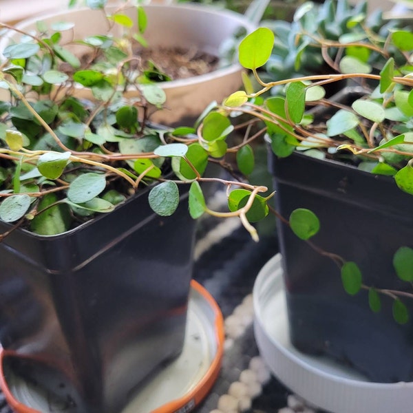 Pack of 2 Angel Vines - Etsy