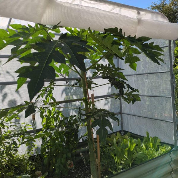 Falan Dwarf Mango TREE GRAFTED (2-4 Feet Tall). Ship to All States - Etsy