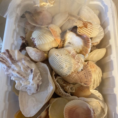 Beach Shells, Beach Seashells, Beach Shell Decor, Craft Shells, Craft ...