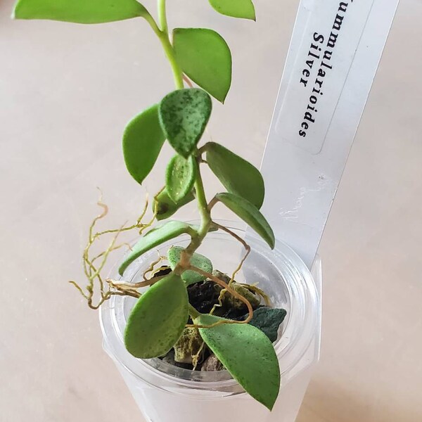 Hoya Chinghungensis Exact Rooted Cutting - Etsy