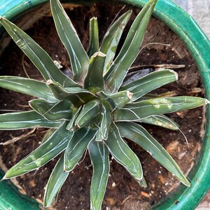 Aloe Divaricata Diablo mr. Toothy Aloe Brilliant Red Teeth - Etsy