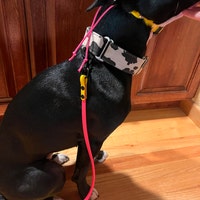 Custom Biothane Training Tab - Etsy