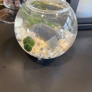 Small Zen Nano Java Moss Ball Terrarium DIY Craft Kit for Office Desk ...