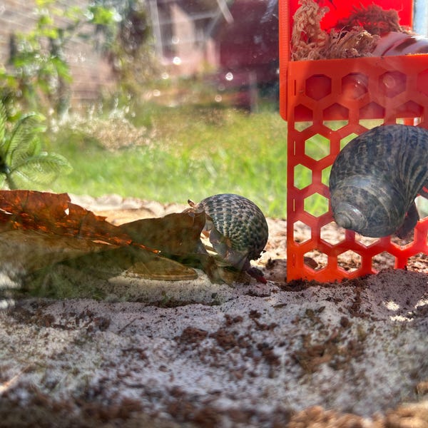 Aquarium Cave Half Tube Fish Tank Decoration, Axolotl Hide, Kuhli Loach ...