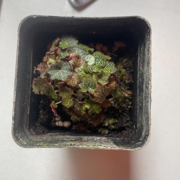 Micro Strawberry Begonia (saxifraga Stolonifera) - Etsy Canada