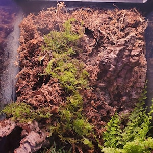 Live Fern Moss for Terrariums, Vivariums, Moss Gardens, Bonsai - Etsy