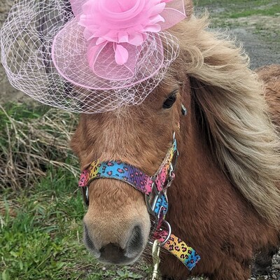 Dragon Hunter Horse Costume Medieval Barding Costume Equine Jousting ...