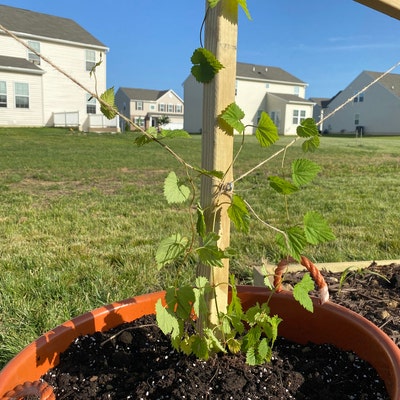 Live Hops Plants humulus Lupulus 3.5 Potted Plants - Etsy