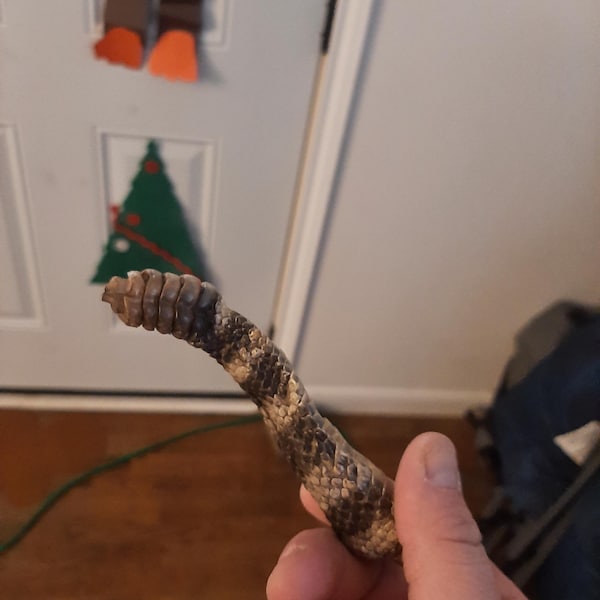 SNAKE BACKED OSAGE Bow ~ Backed With Skins From Snakes Harvested in ...