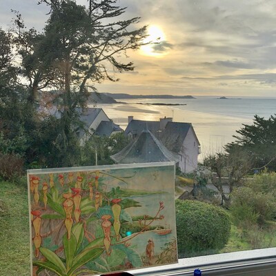 ORIGINAL Nepenthes Talaandig Pencil Drawing - Etsy