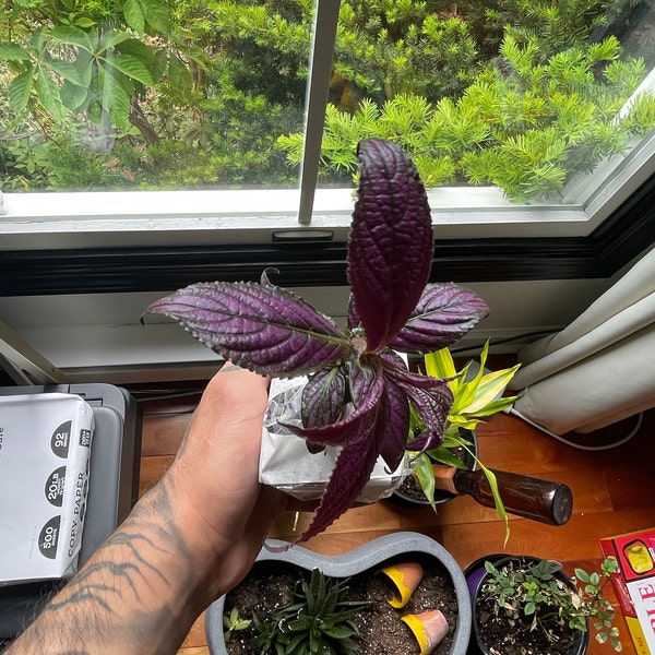 Persian Shield Houseplants Live Plant in Pot Indoor 2.5" Pot Rare Fast ...
