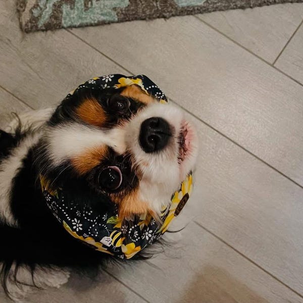 Pet Snood, Cotton Dog Snood, Cotton Pet Snood, Snood for Cavalier King ...
