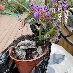 Hardenbergia Violacea ‘happy Wanderer’ Vine 6" Pot - Etsy