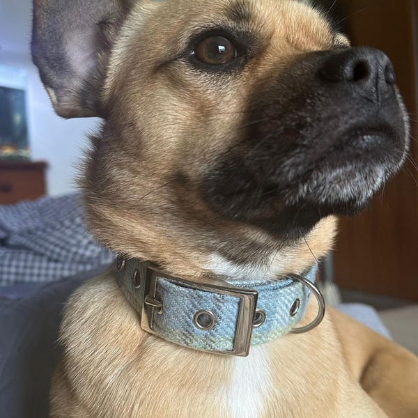 Duck Egg Blue Tweed Dog Collar, Matching Lead Available - Etsy
