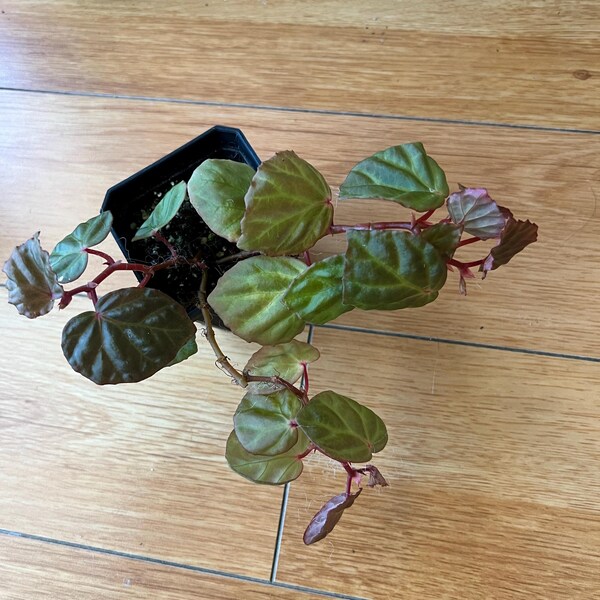 Variegated Philodendron Micans ‘mint’ (non-exact) - Etsy