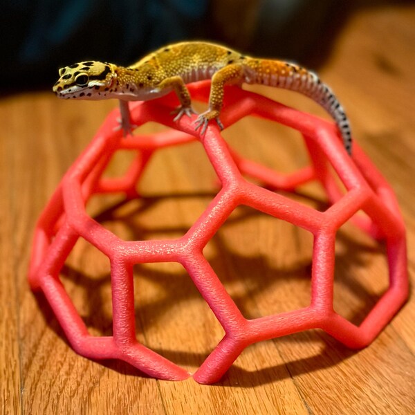 Reptile Jungle Gym - Enrichment for Snakes & Lizards - Large (white) 7. ...