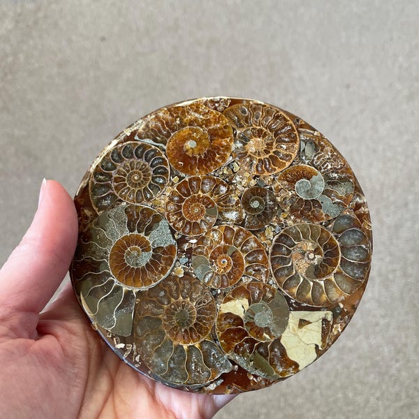 Ammonite Disc Fossil Conch Specimen+free Stand，spiral Shell Fossil ...