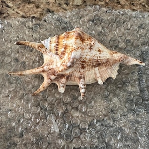 Millipede Spider Conch Shell Lambis Millepeda Spike Legs Pointed Spines ...
