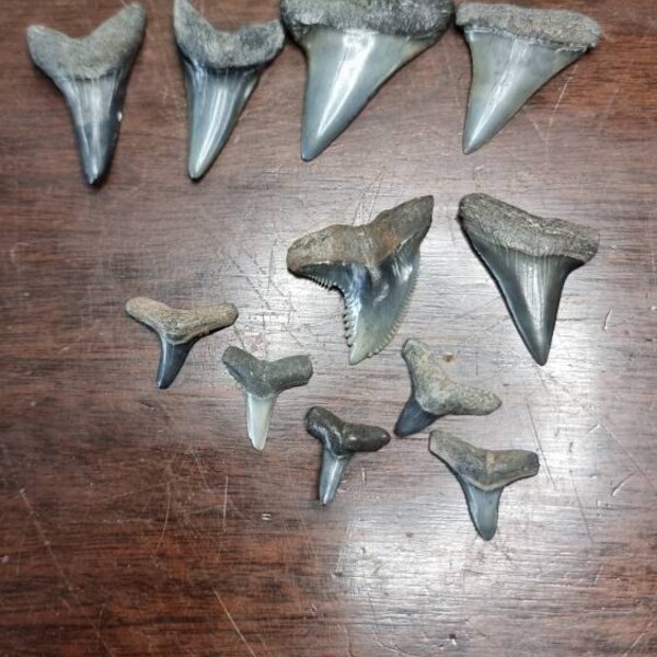 Great Alligator Fossil Toe Bone Pleistocene 10,000 1.8 Million Years - Etsy