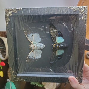 Golden Metallic Stag Beetle cyclommatus Metallifer Deep - Etsy