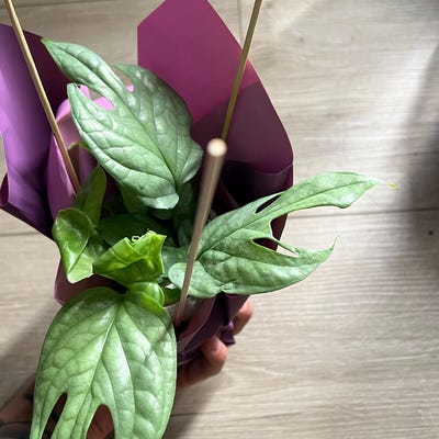 RS Ariel African Violet Live Plant, Young Starter in a 4 Pot Plant ...