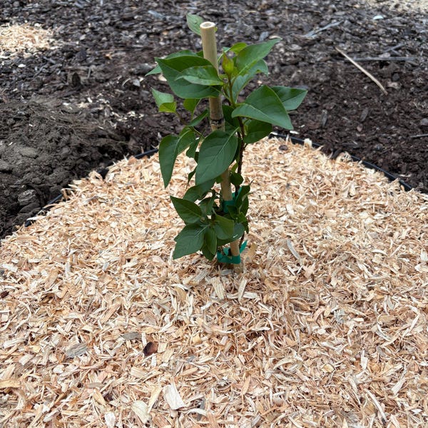 Cascade Harvest Red Raspberry- Very Large Firm Berries, Very Good ...