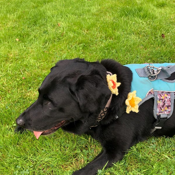 Freda’s Forget Me Nots, Flower, Crochet Forget Me Nots, Blue Flowers ...