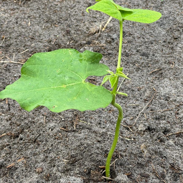 SEEDS Pea Eggplant, Brush Eggplant, Turkey Berry, Thai Pea Eggplant ...