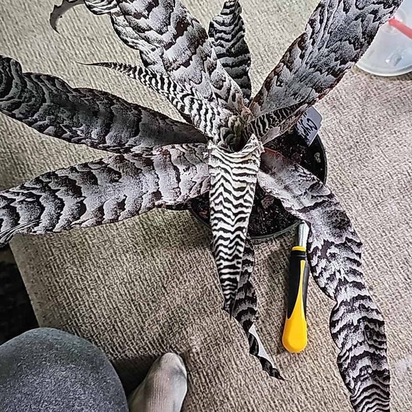 BROMELIAD LIVE Cryptanthus "absolute Zero" - Potted - Etsy