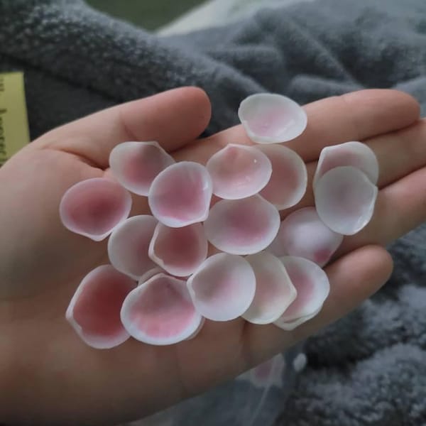 Arrowhead Sand Dollar Shell Extra Large Encope Michelini (1 Shell ...