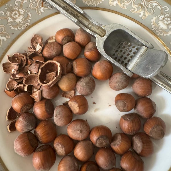 In-shell Hazelnuts Grown in Our Family's Orchard. 12 Pound Squirrel Box ...