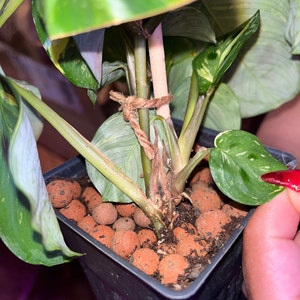 Syngonium 'merry Maria' Houseplant Arrowhead House | Etsy