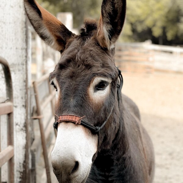 Sparkle Gambler Halter | Horse Mule Tape Halter With Bronc Nose Band ...