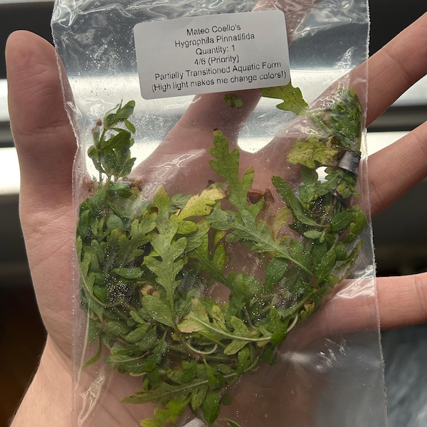 BUY 2 GET 1 FREE Golden Lloydiella-golden Creeping Jenny (lysimachia ...